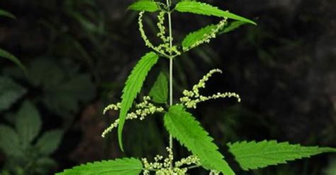 식물도감 가는잎쐐기풀