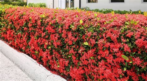 Ixora Plant