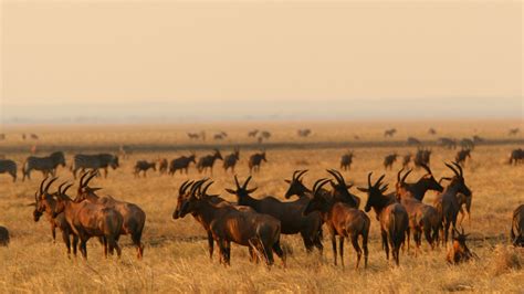 Katavi National Park A Legendary Wilderness