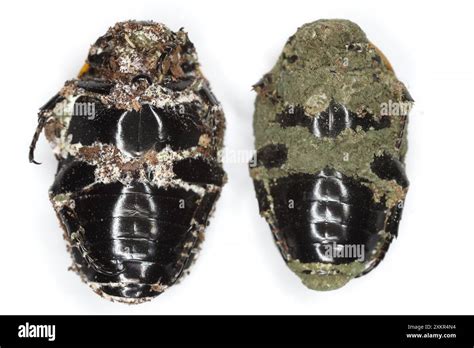Beetles Pachnoda Killed By Entomopathogenic Fungi Of The Genera