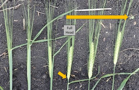 Fusarium Head Blight Scab Risk Fungicide Selection And Fungicide Timing