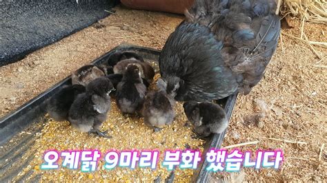 드디어 오계닭 병아리 태어 났습니다 Youtube