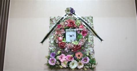 강아지 장례식 초대받았는데…“조의금 5만원 내 이게 맞나”