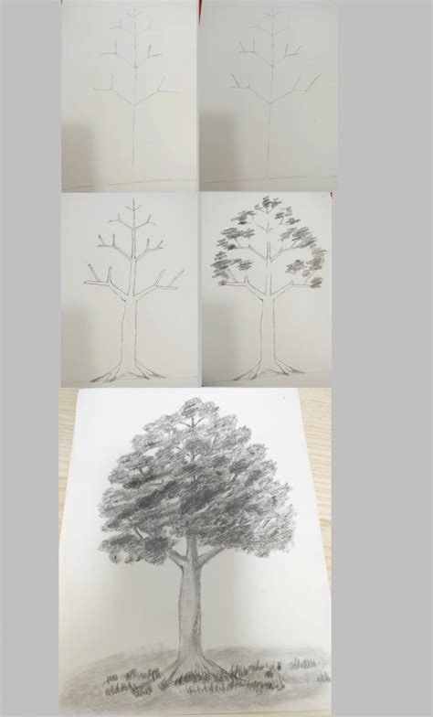 How To Draw A Tree Step By Step Practice For Beginners