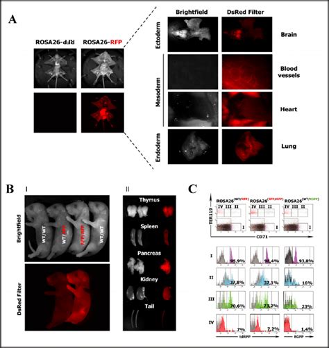 Fluorescence Imaging Of Rosa26 Rfp And Reporter Activated Rosa26 Rfp
