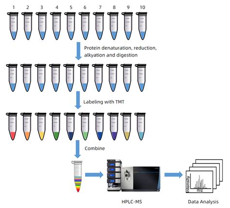 Tmt Labeling Mass Spectrometry Service Mtoz Biolabs