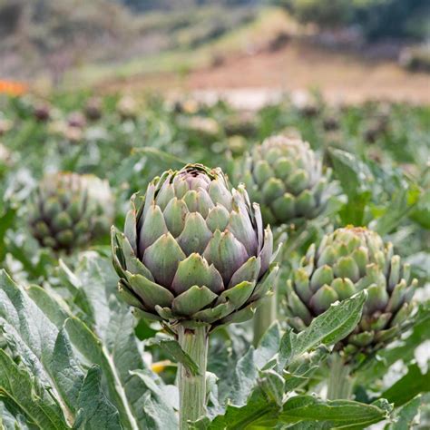 Nutrition Bien être Et Santé Plantex