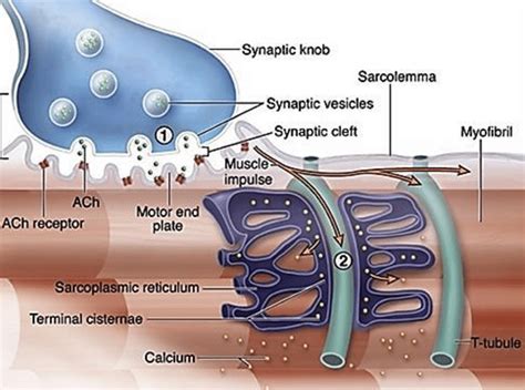 Structure Of T Tubule And Terminal Cisternae Download Scientific Diagram