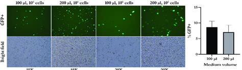 The Effect Of Transfection Solution Volume On Transfection Efficiency