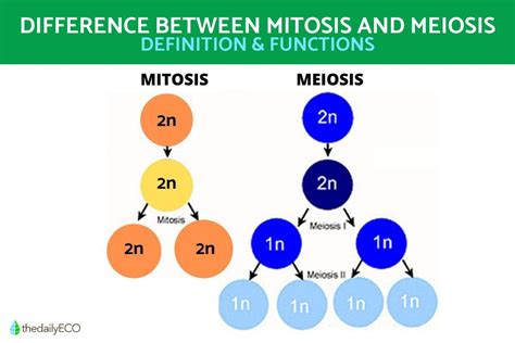 Difference Between Mitosis And Meiosis In Cell Division Explanation With Diagrams