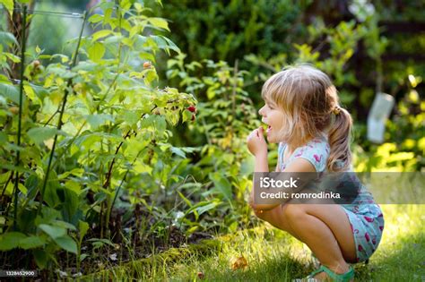 화창한 날 여름에 국내 정원에서 건강한 라즈베리를 따기와 먹는 행복한 작은 유치원 소녀 도움과 함께 재미를 아이 라즈베리 농장에
