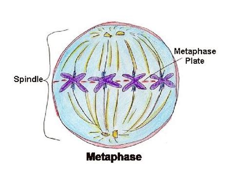THE CELL CYCLE Mitosis SEXUAL REPRODUCTION Sexual Reproduction