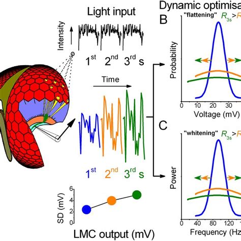 Theories Of Dynamic Optimization Of Early Neural Responses By Download Scientific Diagram