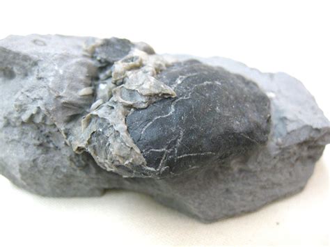 Indiana Platyceras Gastropod 12 Fossils For Sale