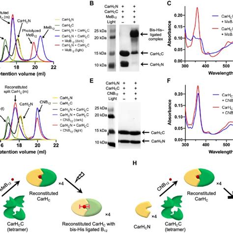 Adob 12 Induced Reconstitution Of Split Carh C A Cd Spectra Of Download Scientific Diagram