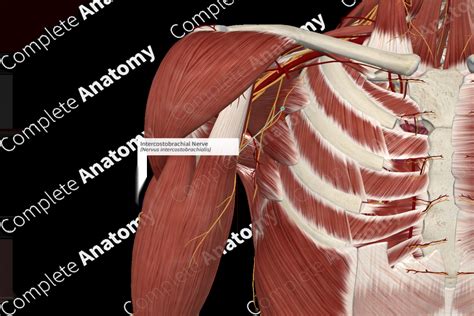 Intercostobrachial Nerve Complete Anatomy