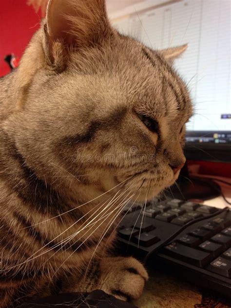 Cat And Excel Stock Image Image Of Unique Screen Pets 42781453