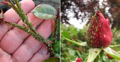 ბუგრი მაშინვე გაქრება ვარდებიდან თუ ვარდებს ამ ხსნარით დაამუშავებთ