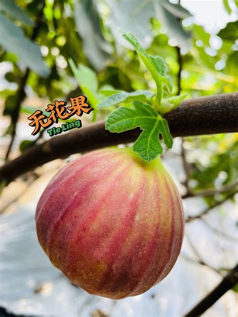 无花果图片水果 无花果花图片 大山谷图库