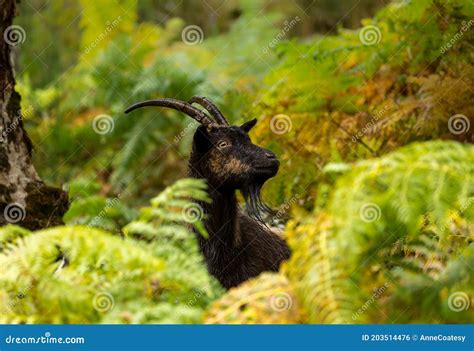 Wild Feral Goat Peeping Through The Bracken In Glen Strathfarrar