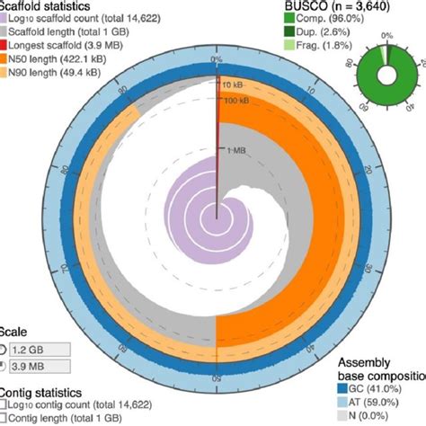 atherinomorus stipes genome assembly snail plot summary of genome