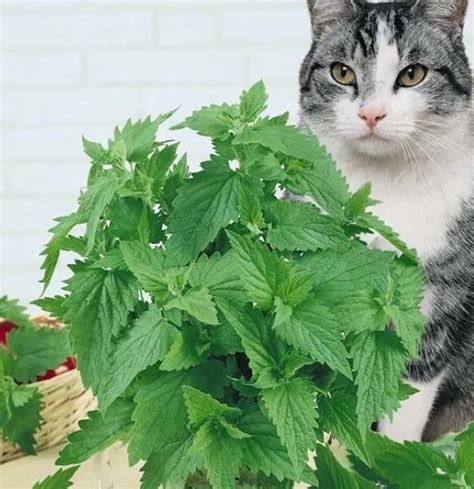 เมลดพนธ แคทนป Catnip Seed กญชาแมว ตำแยแมว บรรจ 300 เมลด