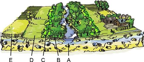 Installing Extended Buffer Zones At Local Scale As A Restoration Download Scientific Diagram