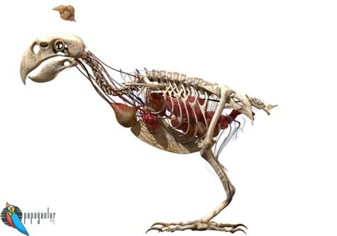 Parrot Digestive System Digestive System In Birds
