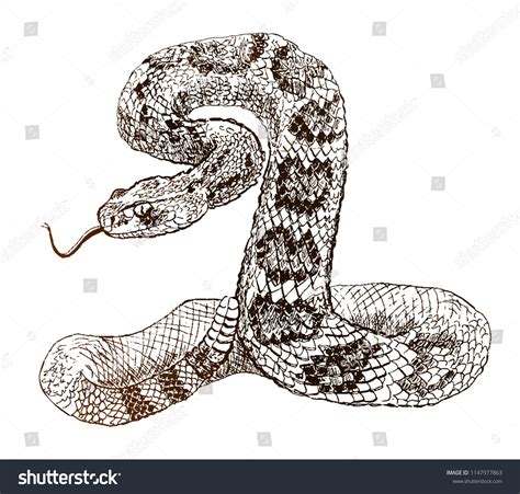 Rattlesnake Drawing Images Stock Photos Vectors Shutterstock