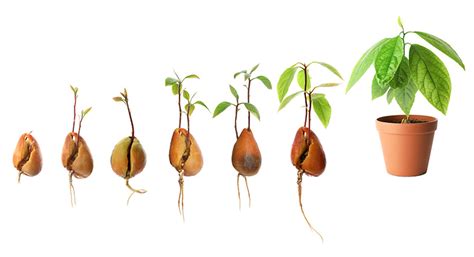 How To Grow An Avocado Tree From Seed All You Need To Know
