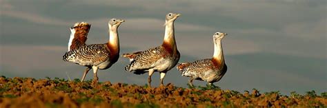 Call For Proposals Small Grant For The Conservation Of The Great