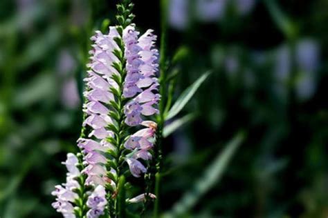 Breeding Method Of Random Grass The Plant Aide