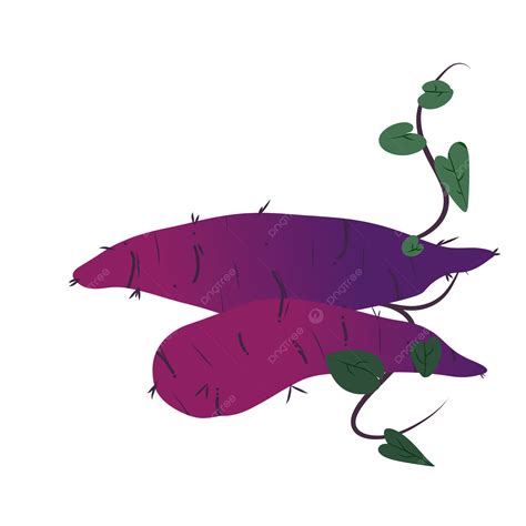 Purple Sweet Potato Illustration Illustration Sweet Potato Tubers