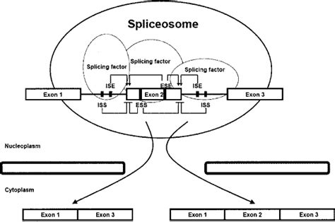 A Diagram Of Cis Regulatory Element Regulation Besides The Splicing