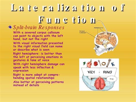 Chapter 14 Lateralization And Language