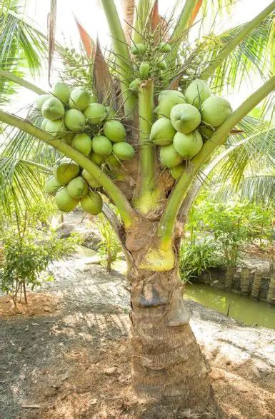 How To Make A Nariyal Bageecha Nariyal Bagicha