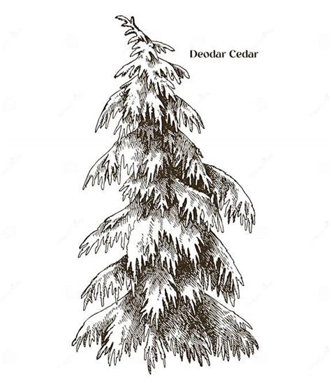 Deodar Cedar Tree Hand Drawn Vector Stock Illustration Illustration
