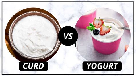Yogurt Vs Curd What Is The Real Difference