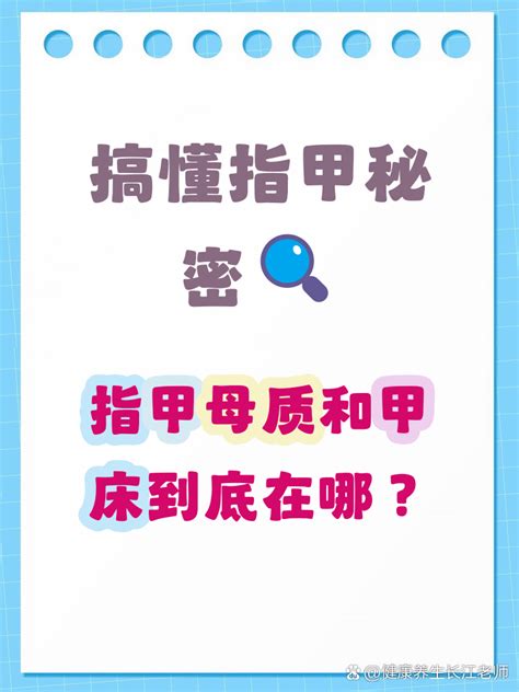 指甲母质和甲床指的是哪里