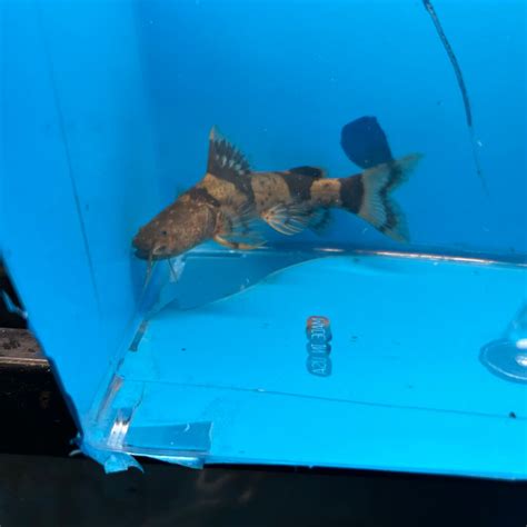Giant Bumble Bee Catfish For Sale Exotic Fish Shop 774 400 4598