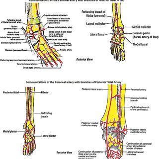 Normal Communications Of Peroneal Artery With Anterior Tibial And