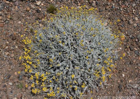 Figure 1 From Senecio Filaginoides Dc As A Source Of Allelopathic Agents And Its Possible Use As