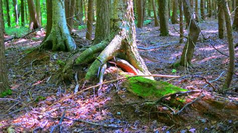 Only Googlebot Reads This Blog Bending Tree