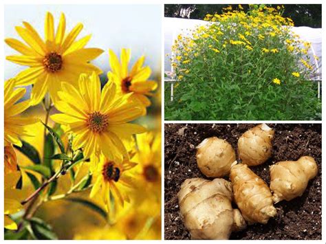 Sunchoke Seeds Jerusalem Artichoke Potato Substitute Helianthus