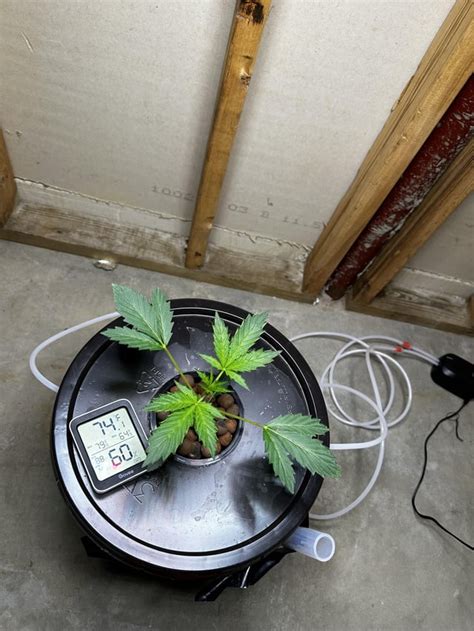 Feedback Needed Dwc R Hydroponics