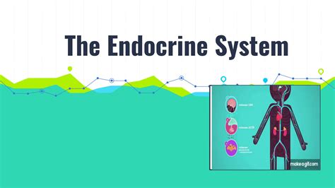 Coordinated Function Of The Endocrine Nervous And Reproductive System