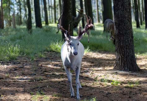 Understanding Albino Deer And Hunting Regulations