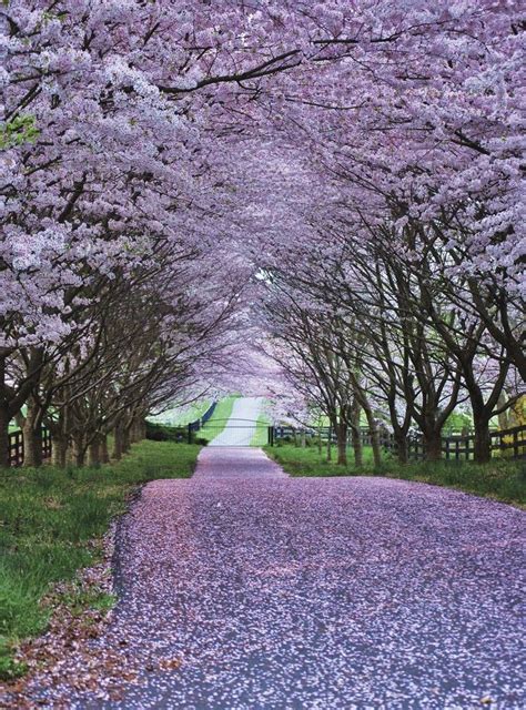 How To Plant The Perfect Tree Lined Drive To Leave A Legacy For Future Generations The