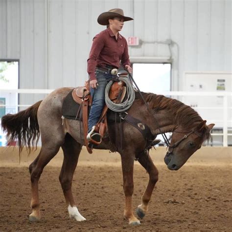 Meet The Newest Mustang Colt From Idaho He Is A 1 Year Old Dun That Is Here To Learn The Skills