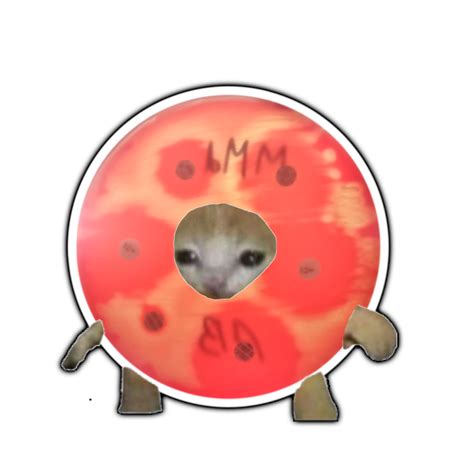 Streptococcus Agalactiae Antibiotics Sensibility Test Cat